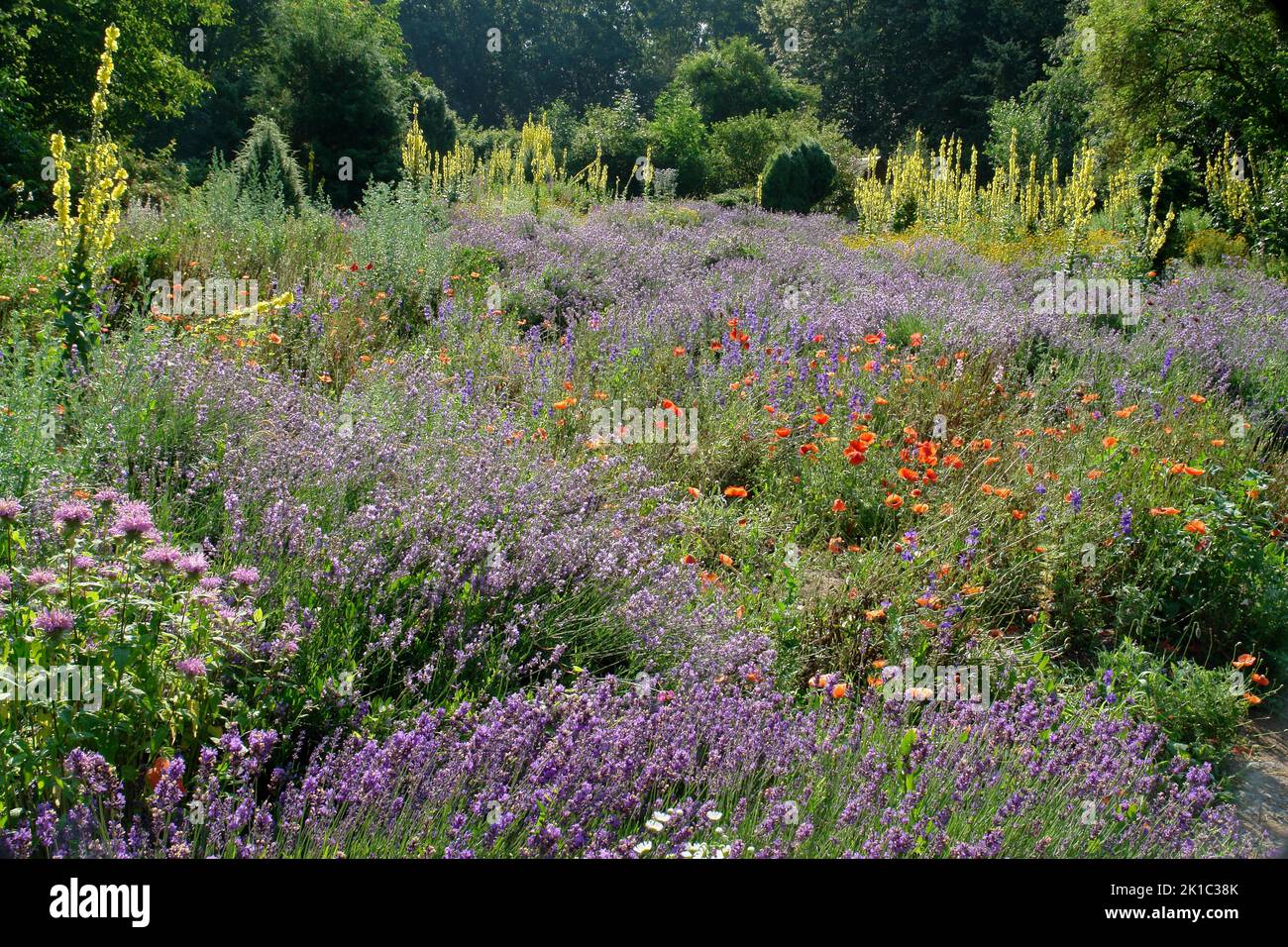 Aromatic garden Erlangen meadows park scenery herbs plants lavender ...