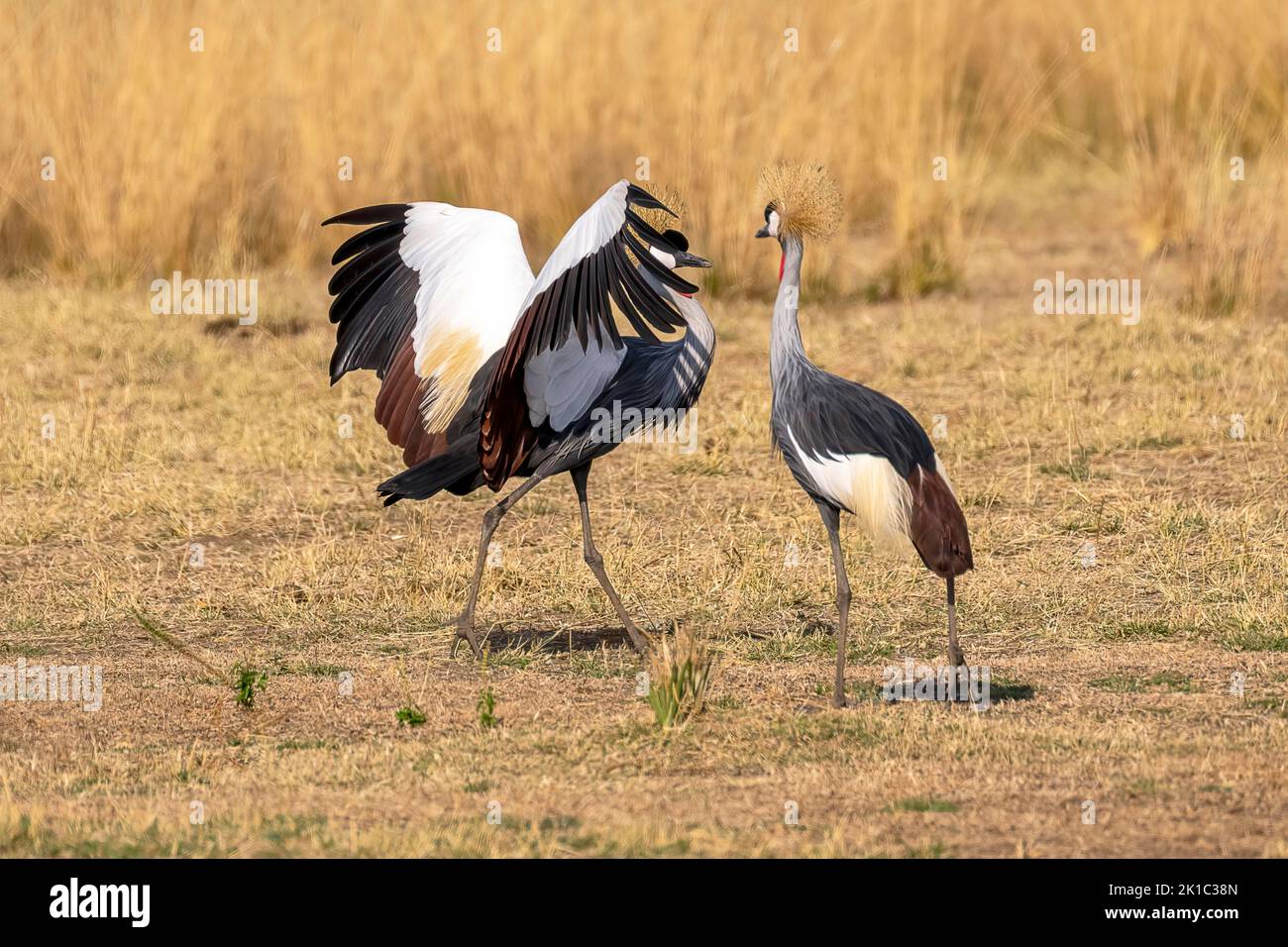 Black crowned crane (Balearica pavonina), cock and hen doing a mating ...