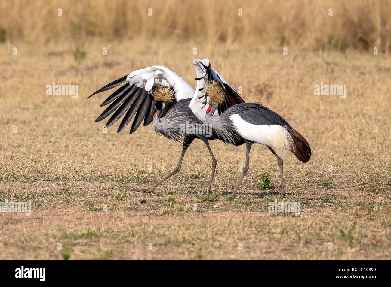 Black crowned crane (Balearica pavonina), cock and hen doing a mating ...