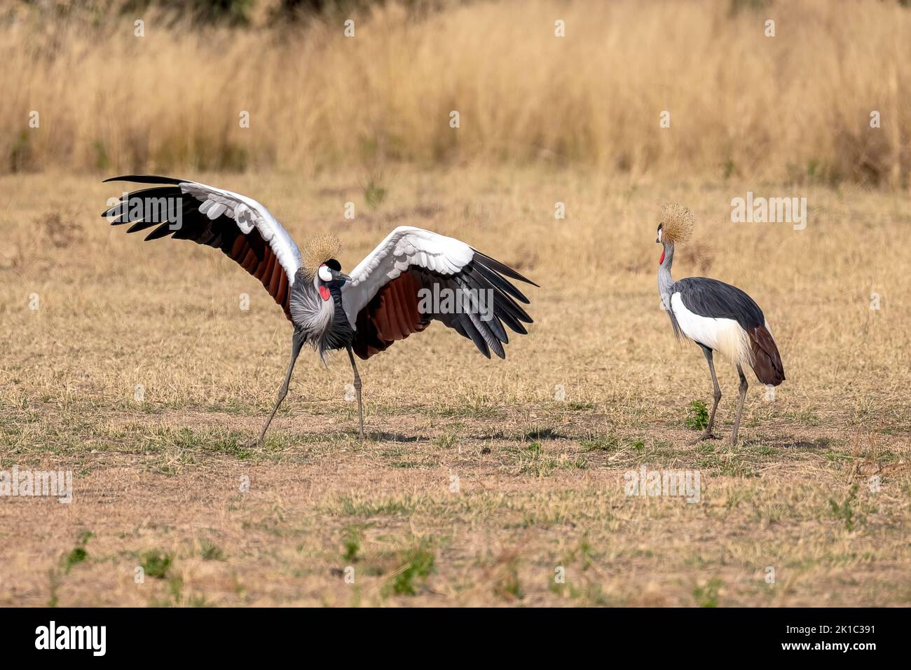 Black crowned crane (Balearica pavonina), cock and hen doing a mating ...