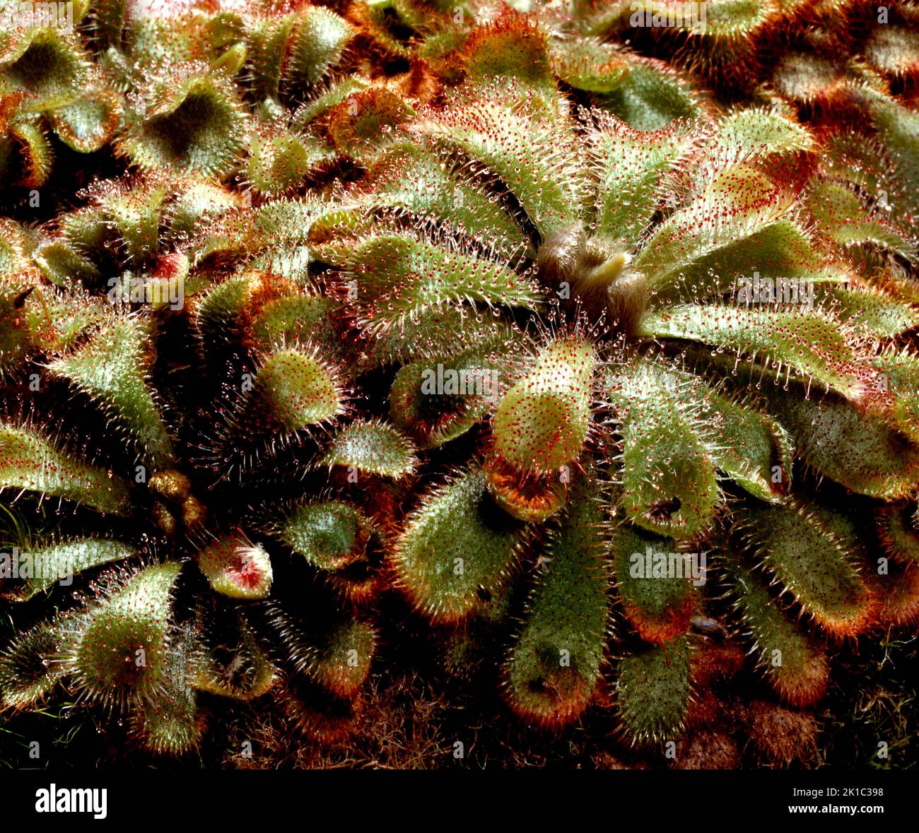 Sundew (Drosera) Carnivorous plant aliciae Australia Stock Photo - Alamy