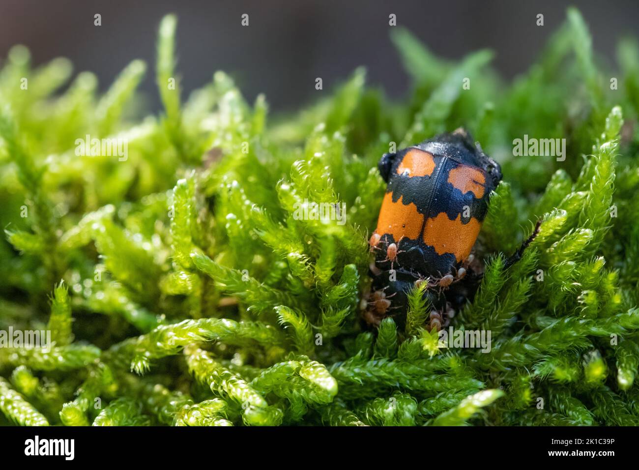 Black-horned (Nicrophorus vespilloides) gravedigger, crawling with ...