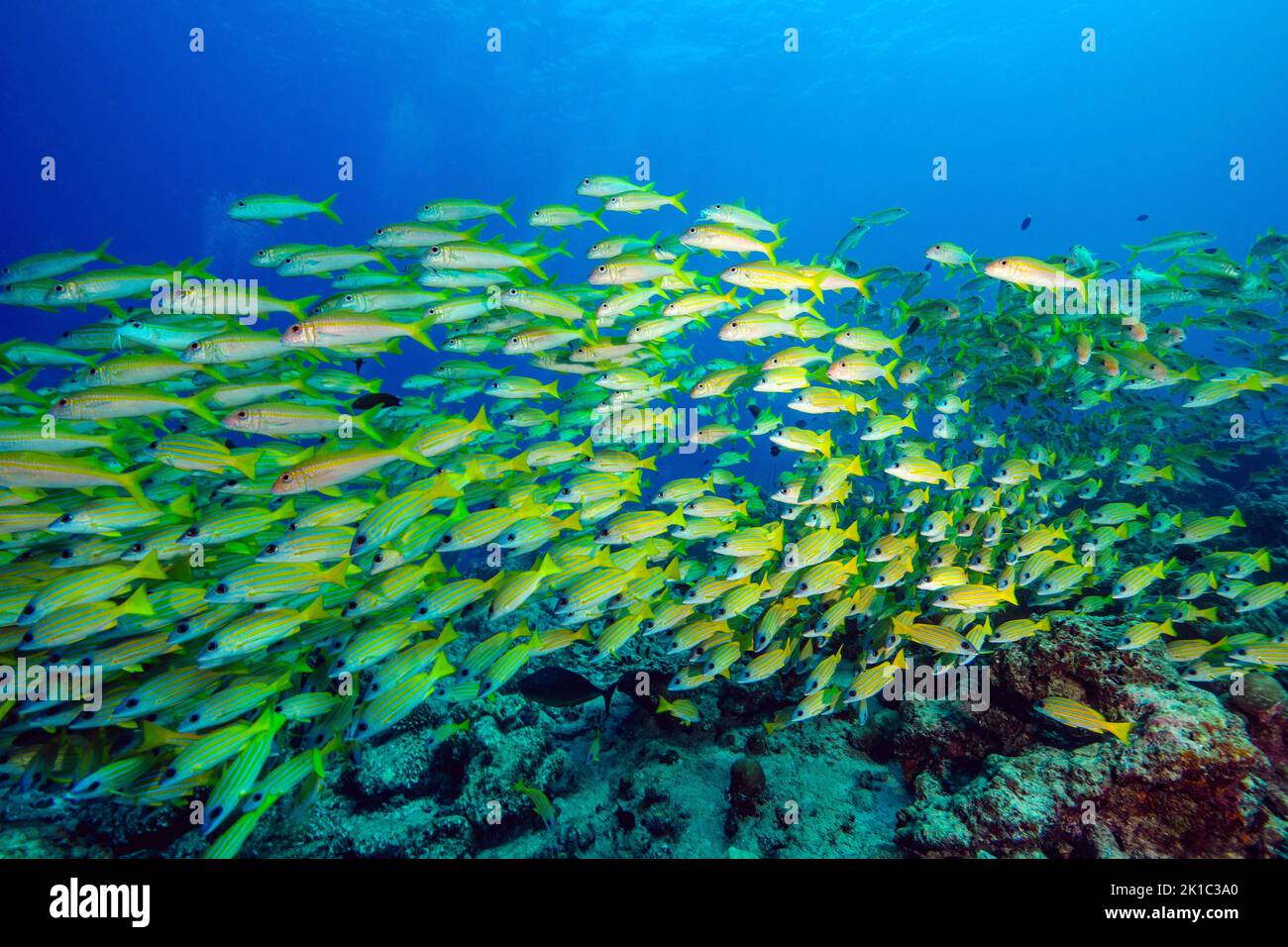 Shoal of bluestripe snapper (Lutjanus kasmira), interspersed with ...