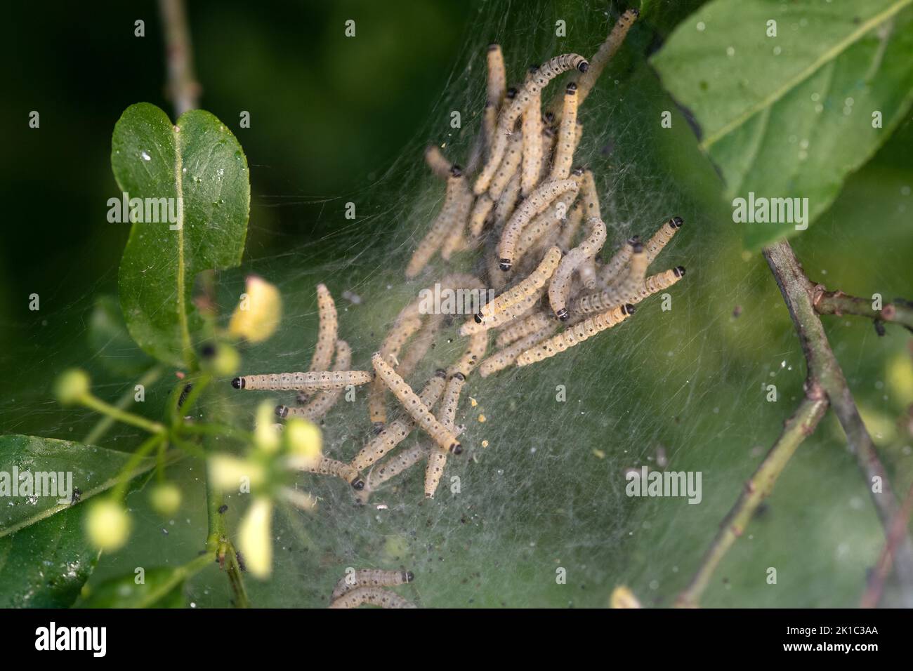 European spider moth (Yponomeuta cagnagella) (Euonymus europaeus ...