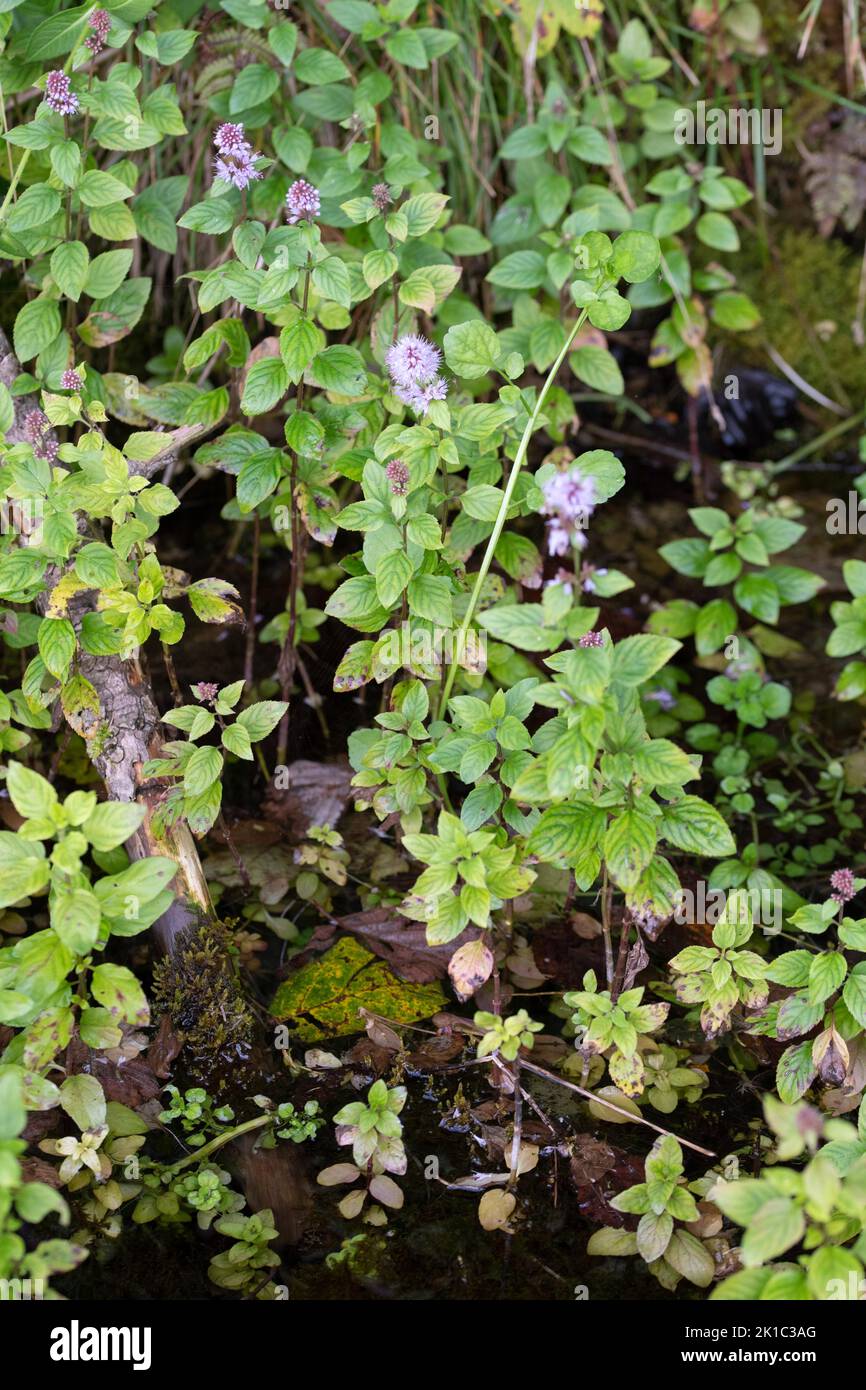 Water mint (Mentha aquatica), stand stands in water and flowers ...
