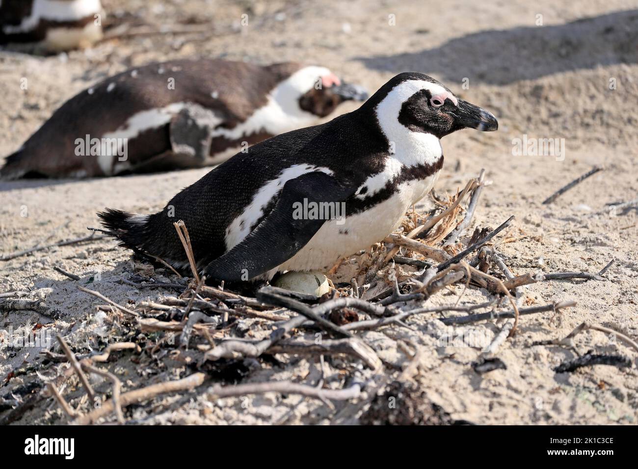 African penguin (Spheniscus demersus), adult, on nest, with egg, on ...