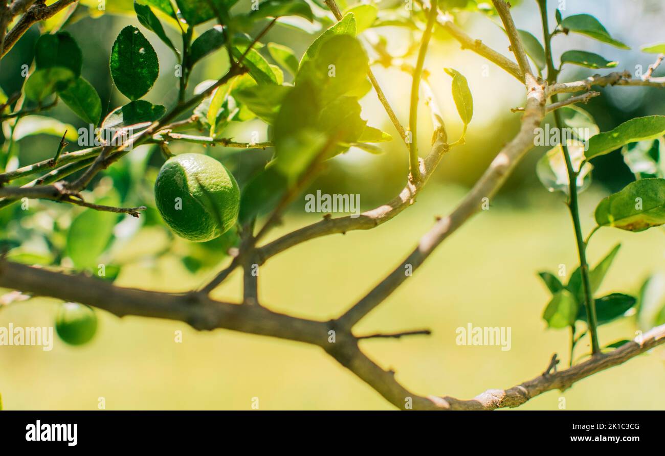 Beautiful unripe lemons in a garden with out of focus background ...