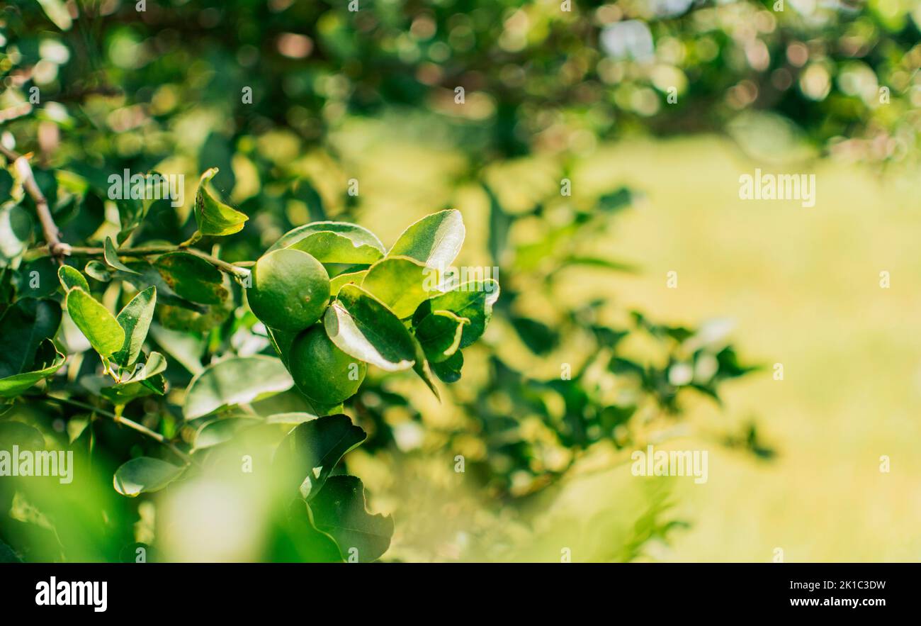 Green lemons in a gardener with natural background. Beautiful unripe ...