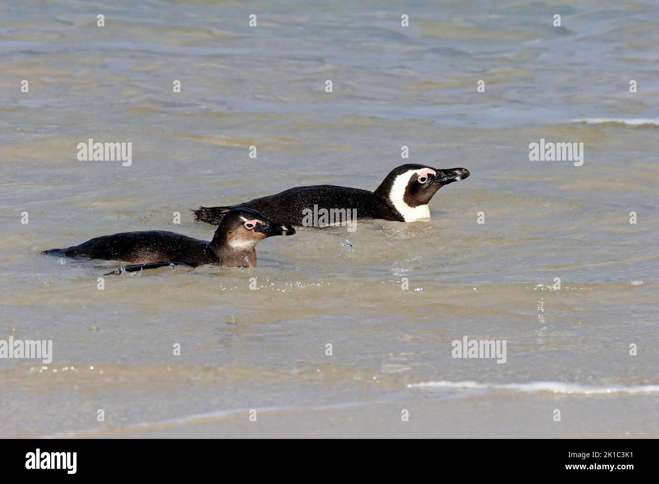 African penguin (Spheniscus demersus), adult, subadult, two penguins ...