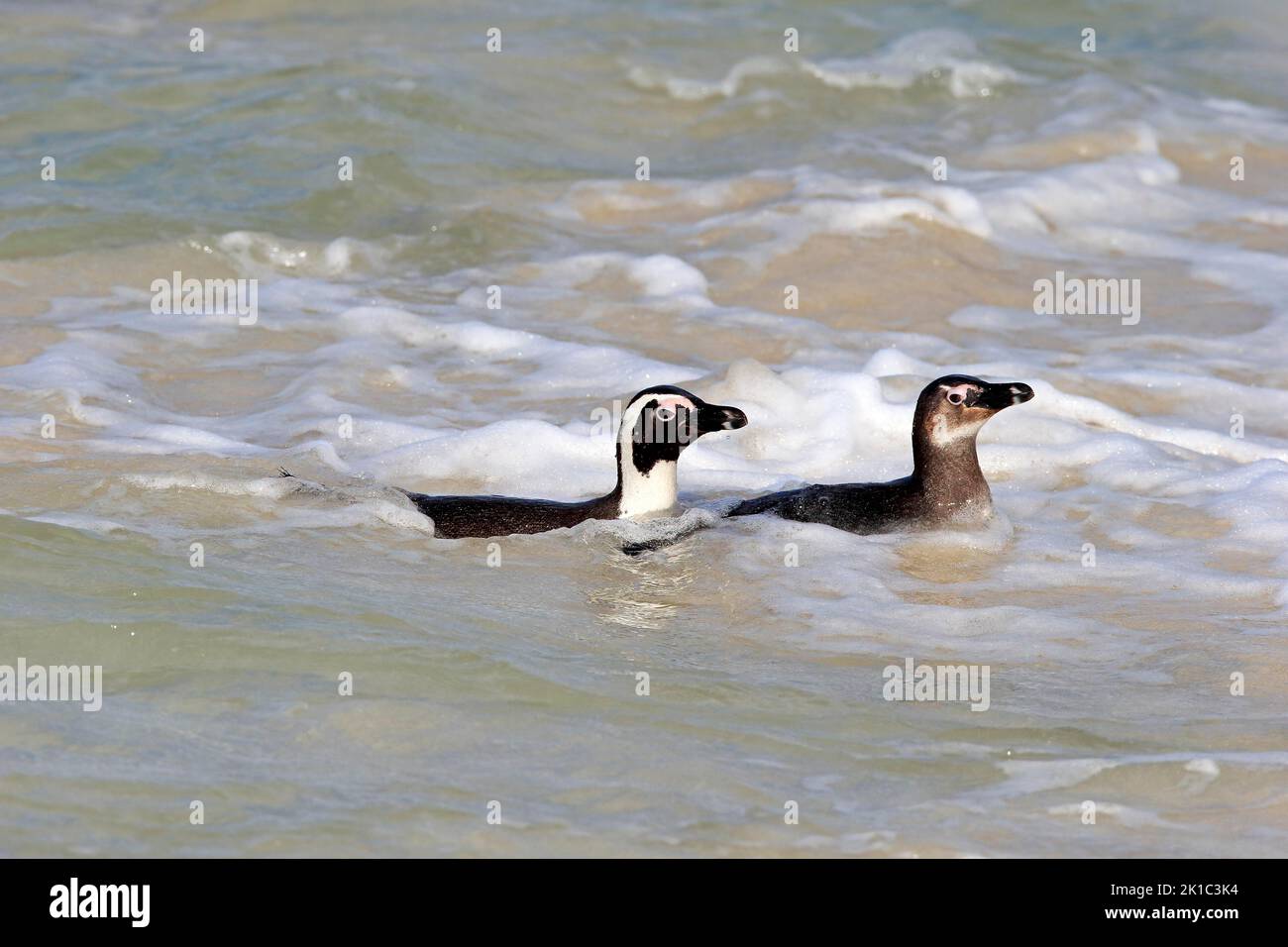 African penguin (Spheniscus demersus), adult, subadult, two penguins ...