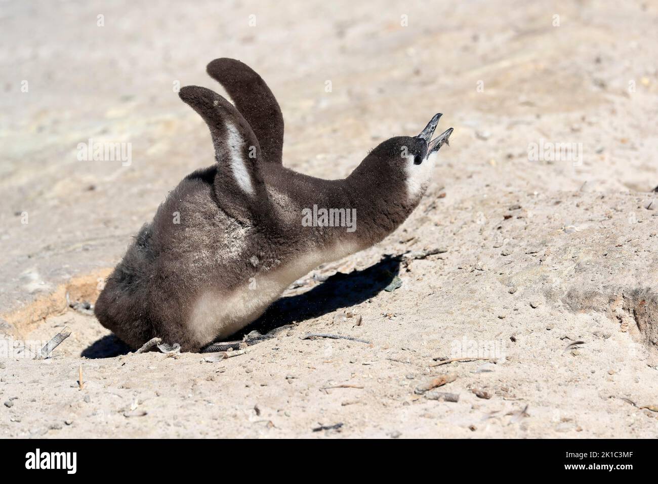 Penguin wing spread hi-res stock photography and images - Alamy