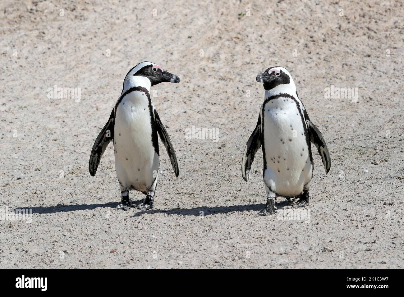 African penguin (Spheniscus demersus), adult, pair, on the beach ...