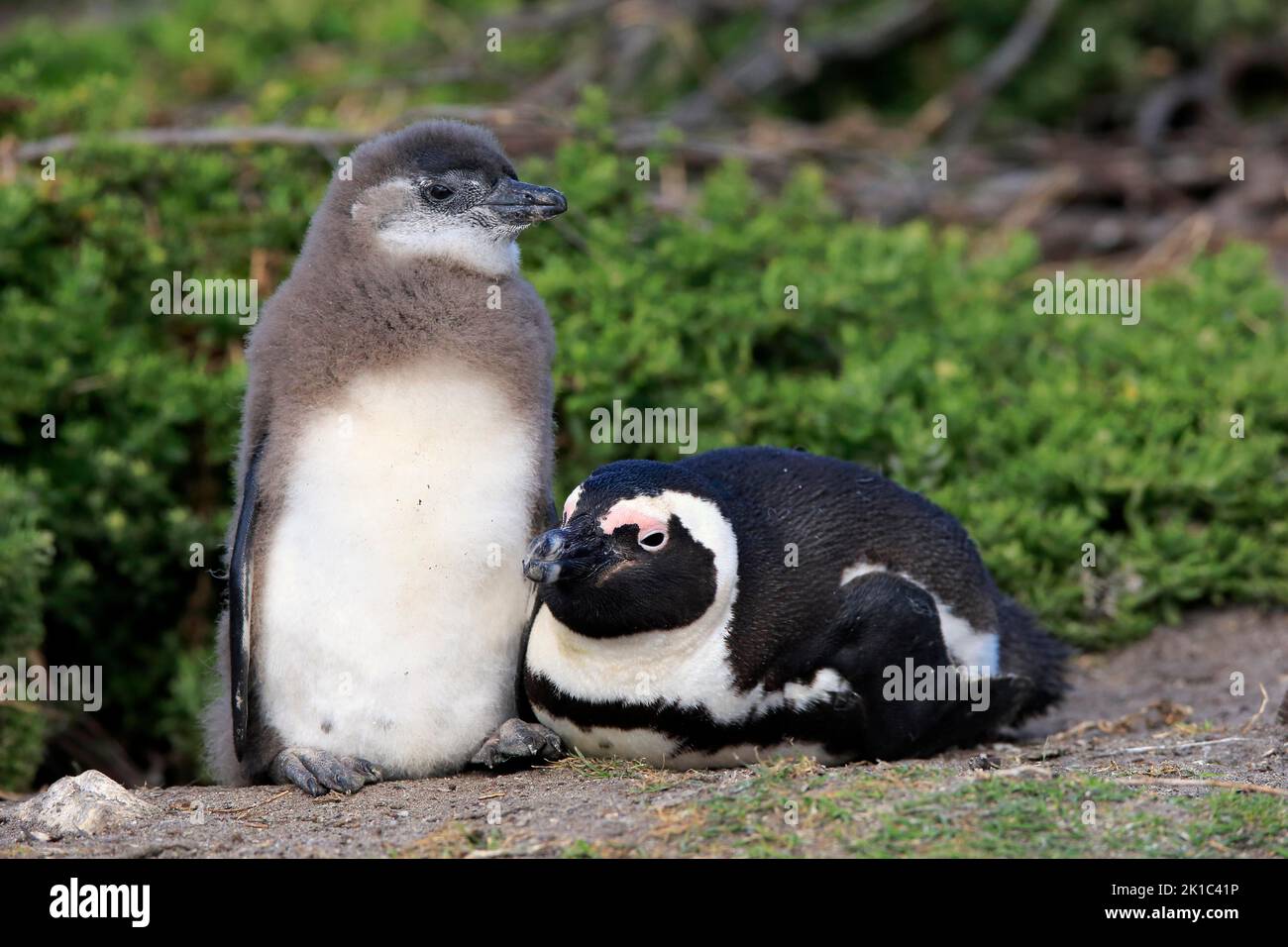 African penguin (Spheniscus demersus), adult, juvenile, on land ...