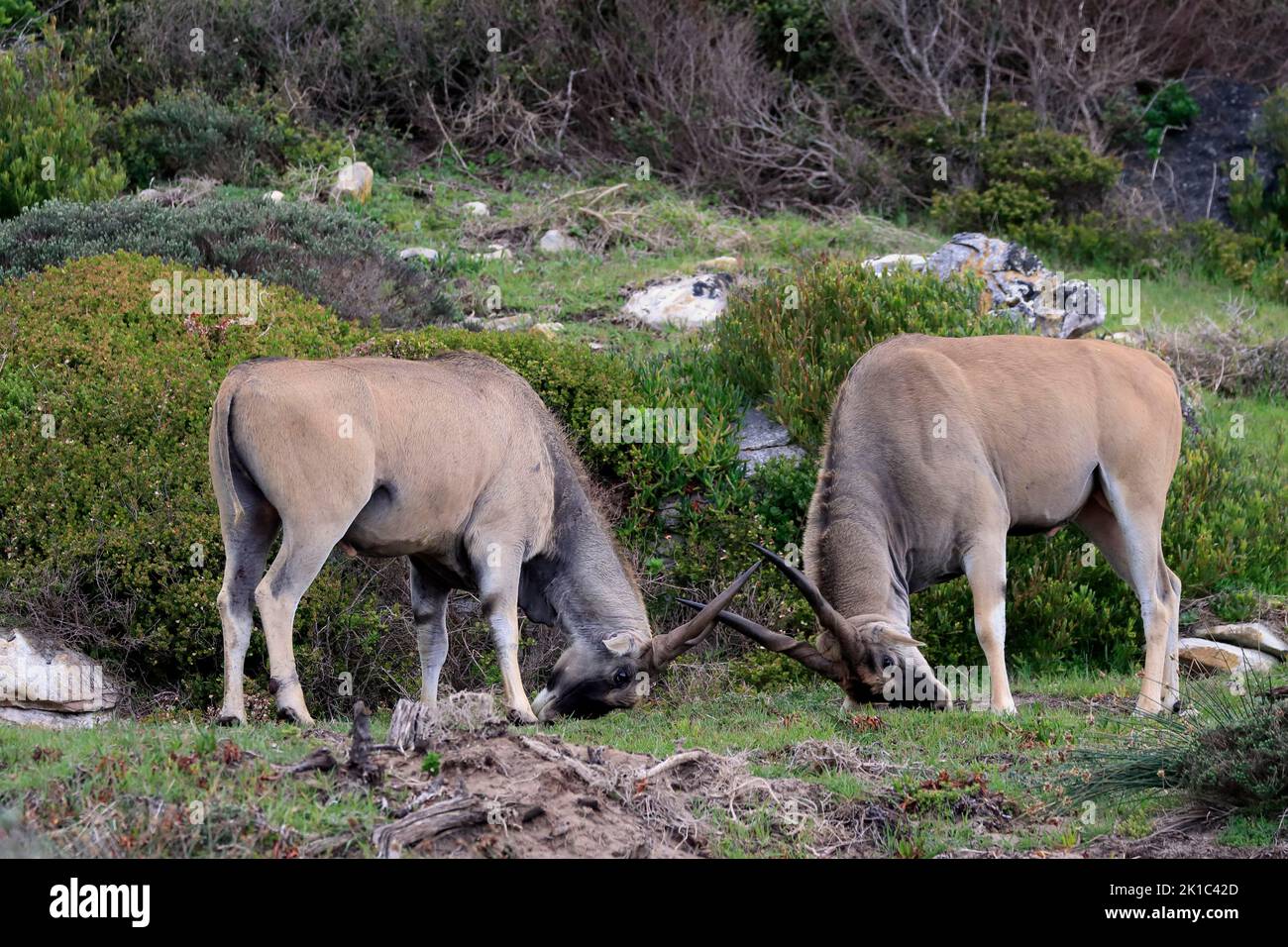 Common eland (Taurotragus oryx), adult, male, fighting, Cape of the ...