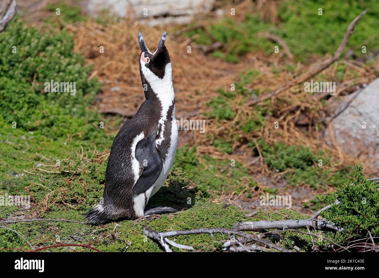 Penguin mating behavior hi-res stock photography and images - Alamy