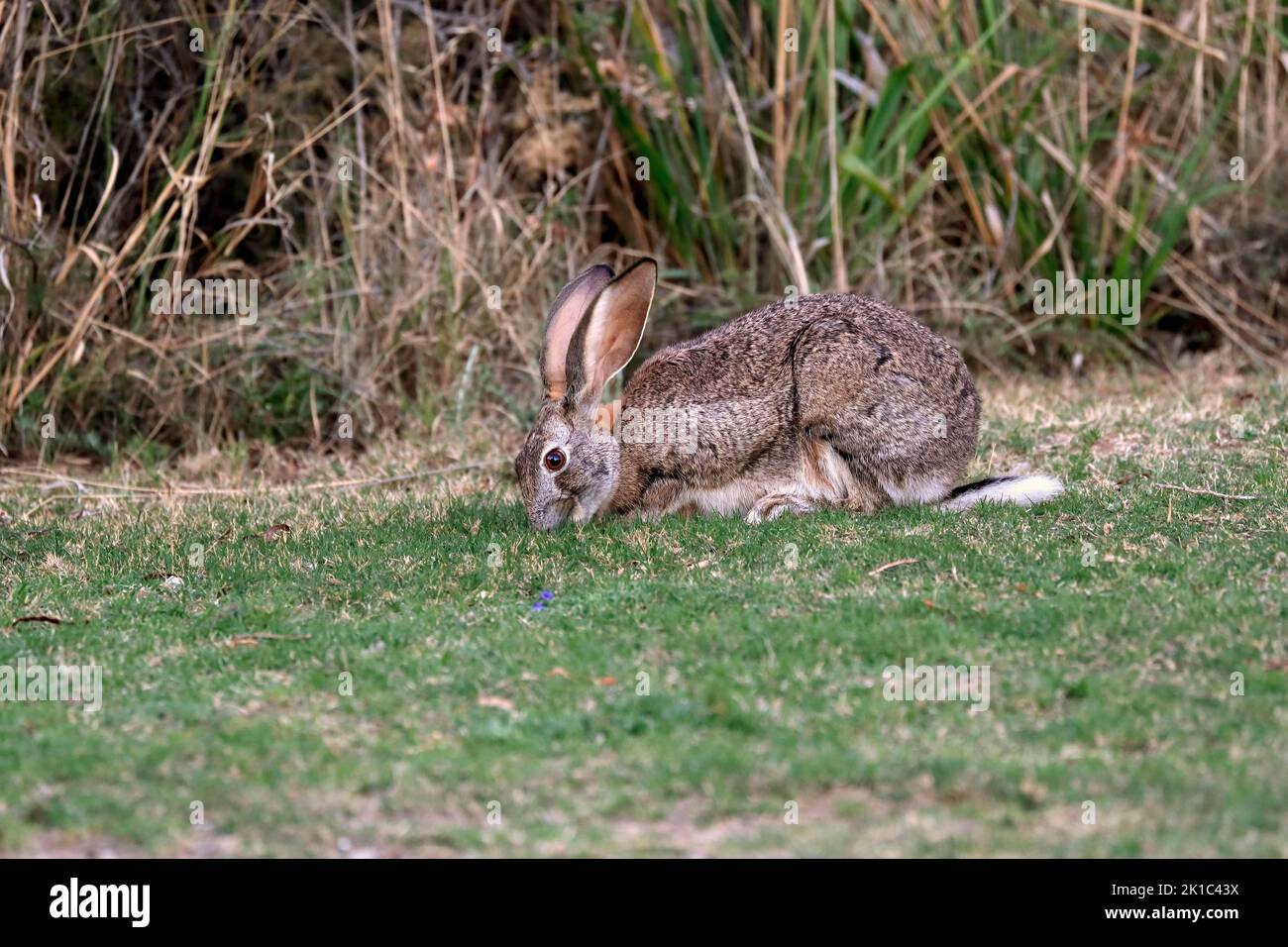 Scrub hare (Lepus saxatilis), adult feeding, foraging, Cape of the Good ...