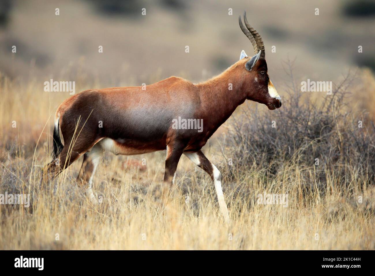 Bontebok (Damaliscus dorcas dorcas), adult, foraging, Cape of the Good ...