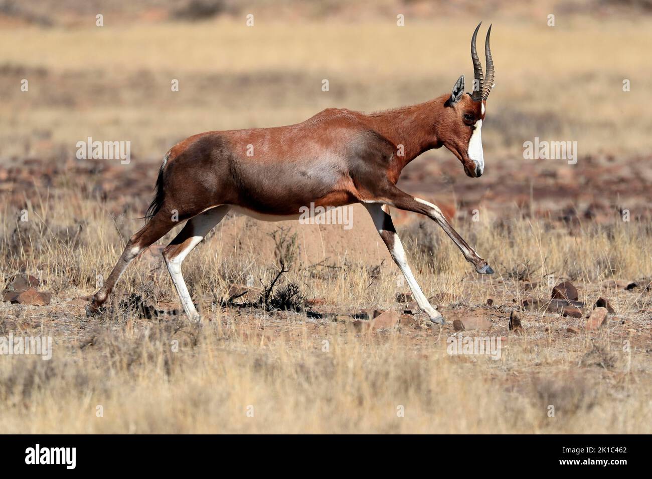Bontebok (Damaliscus dorcas dorcas), adult, running, foraging, Cape of ...