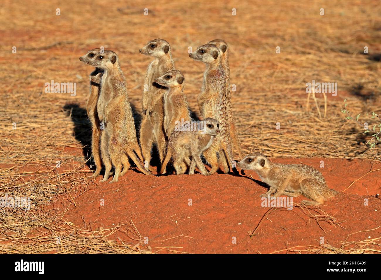 Meerkats (Suricata suricatta), meerkat, adult, group, standing upright ...