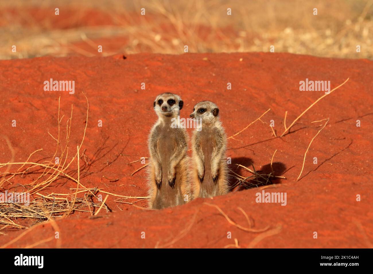 African grassland meerkats hi-res stock photography and images - Alamy