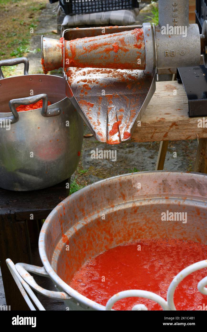 Classic handmade tomato collecting and puree with ancient metal press ...