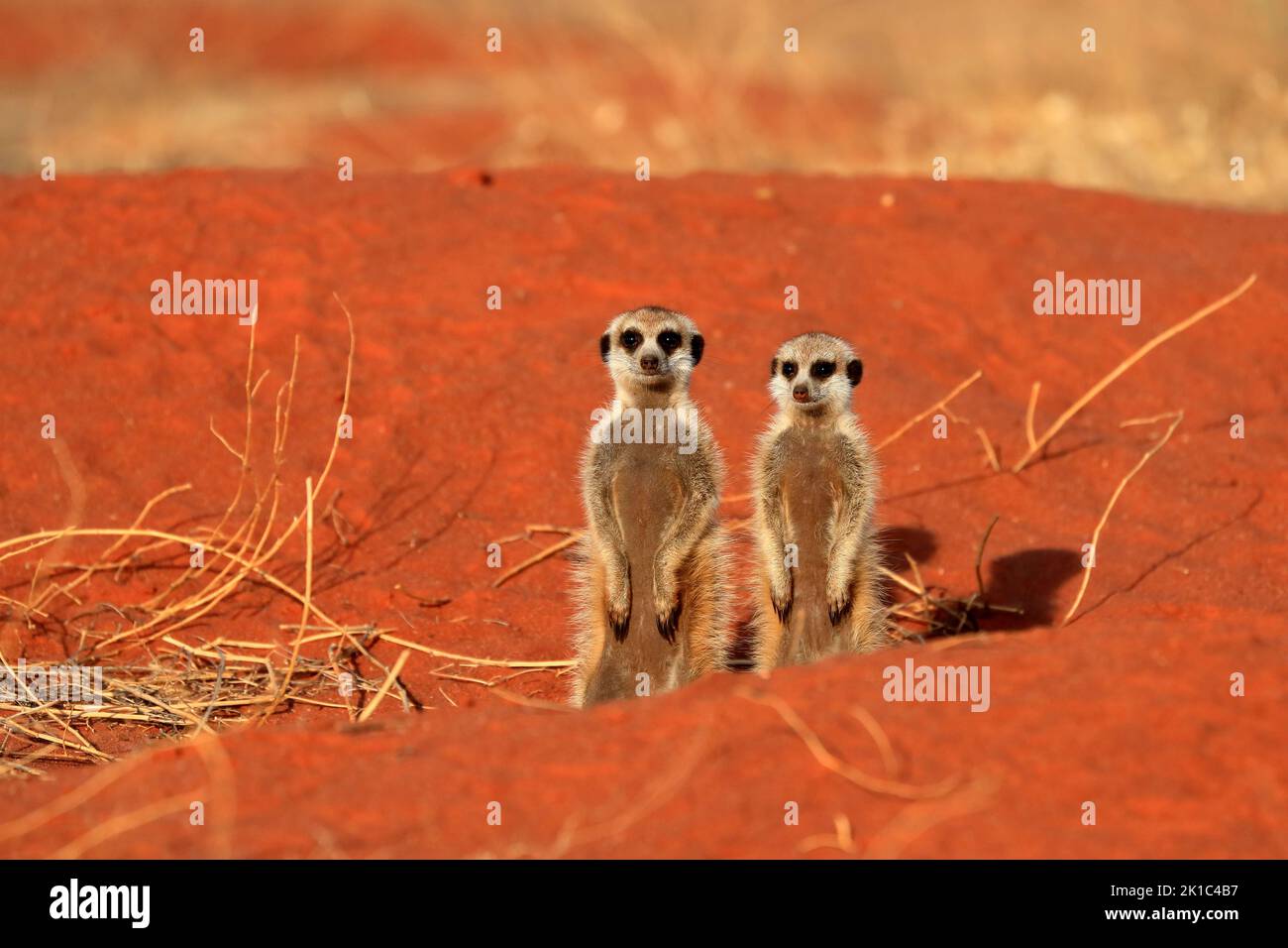 African grassland meerkats hi-res stock photography and images - Alamy