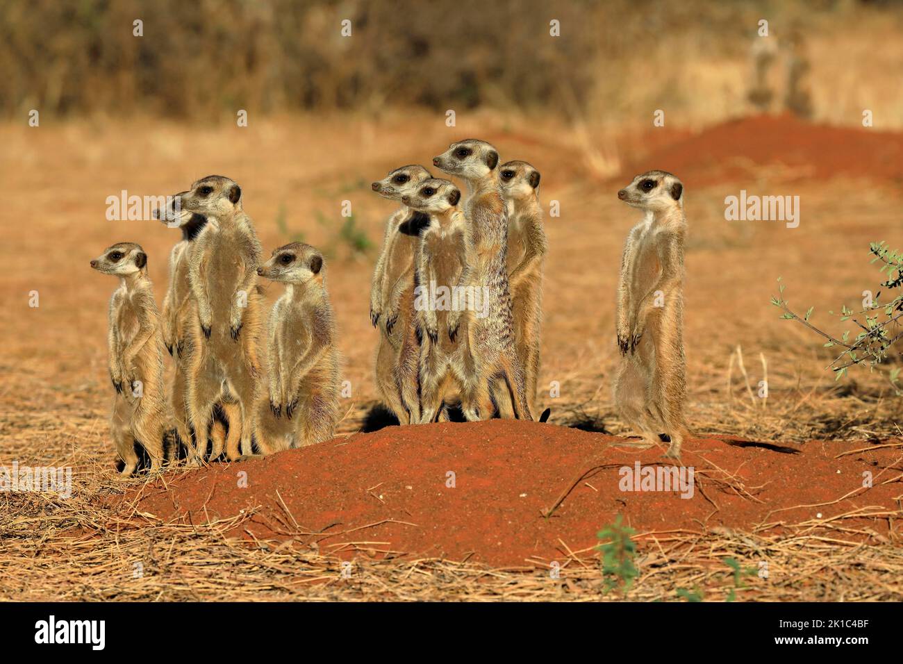 Meerkats (Suricata suricatta), meerkat, adult, group, family, standing ...