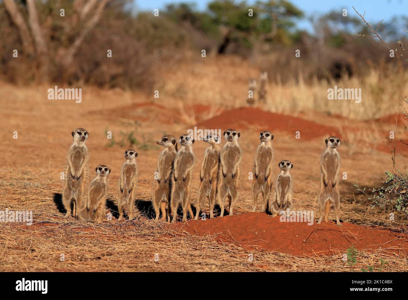 Meerkats (Suricata suricatta), meerkat, adult, group, family, standing ...