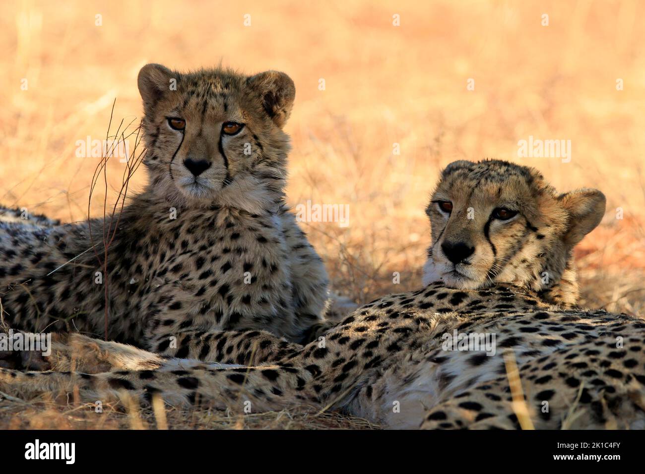 Cheetah, adult, two cheetahs (Acinonyx jubatus), social behaviour ...