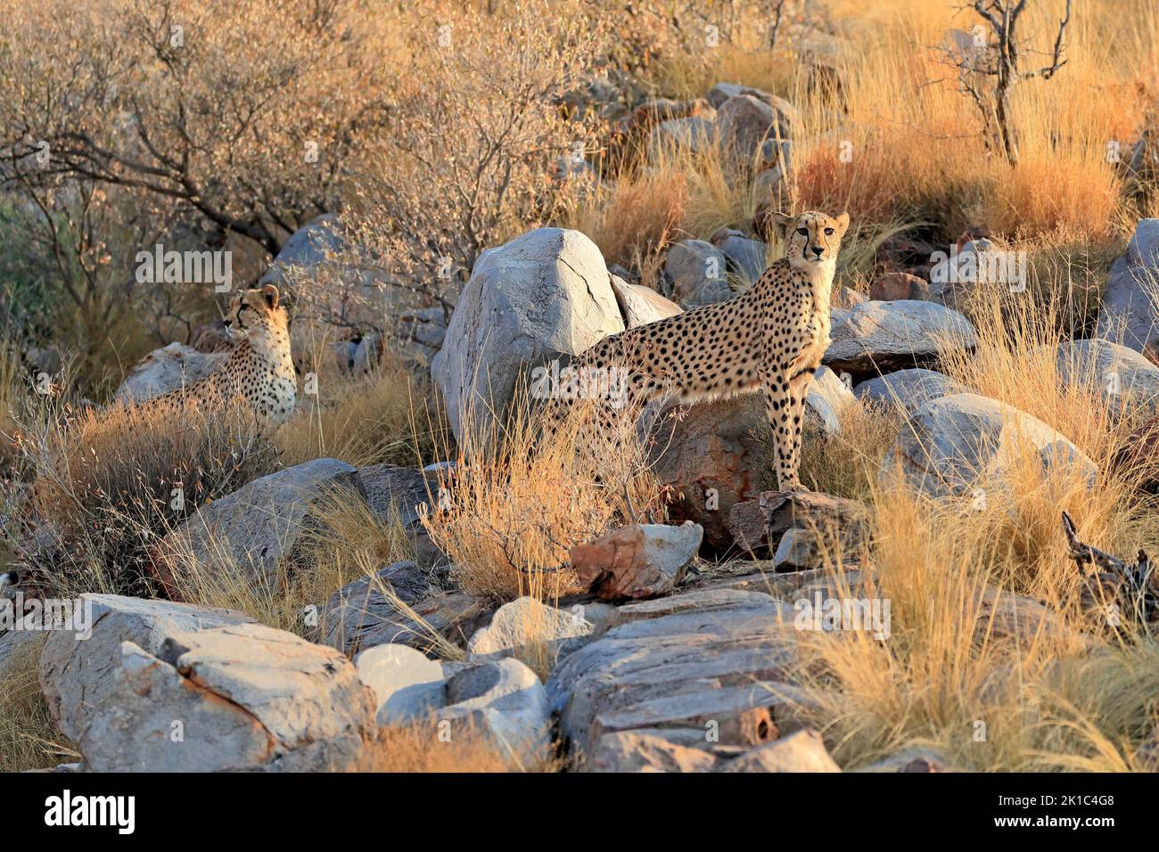 Cheetah, adult, two cheetahs (Acinonyx jubatus), alert, Tswalu Game ...
