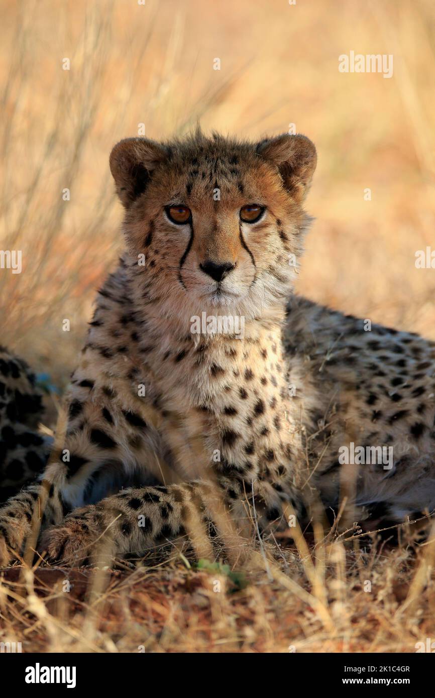 Cheetah (Acinonyx jubatus), adult, resting, portrait, Tswalu Game ...