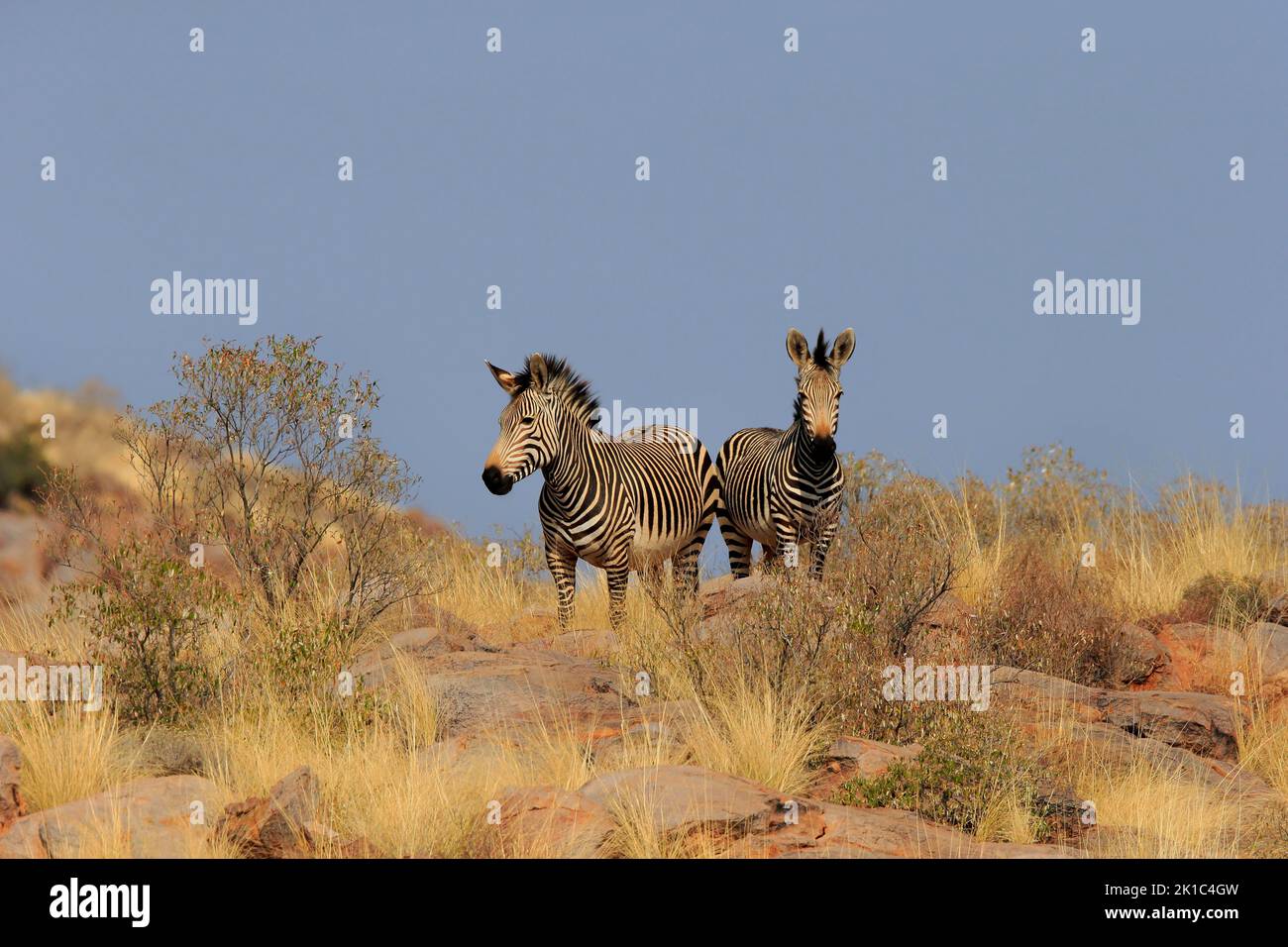 Hartmann's mountain zebra (Equus zebra hartmannae), adult, pair, alert ...
