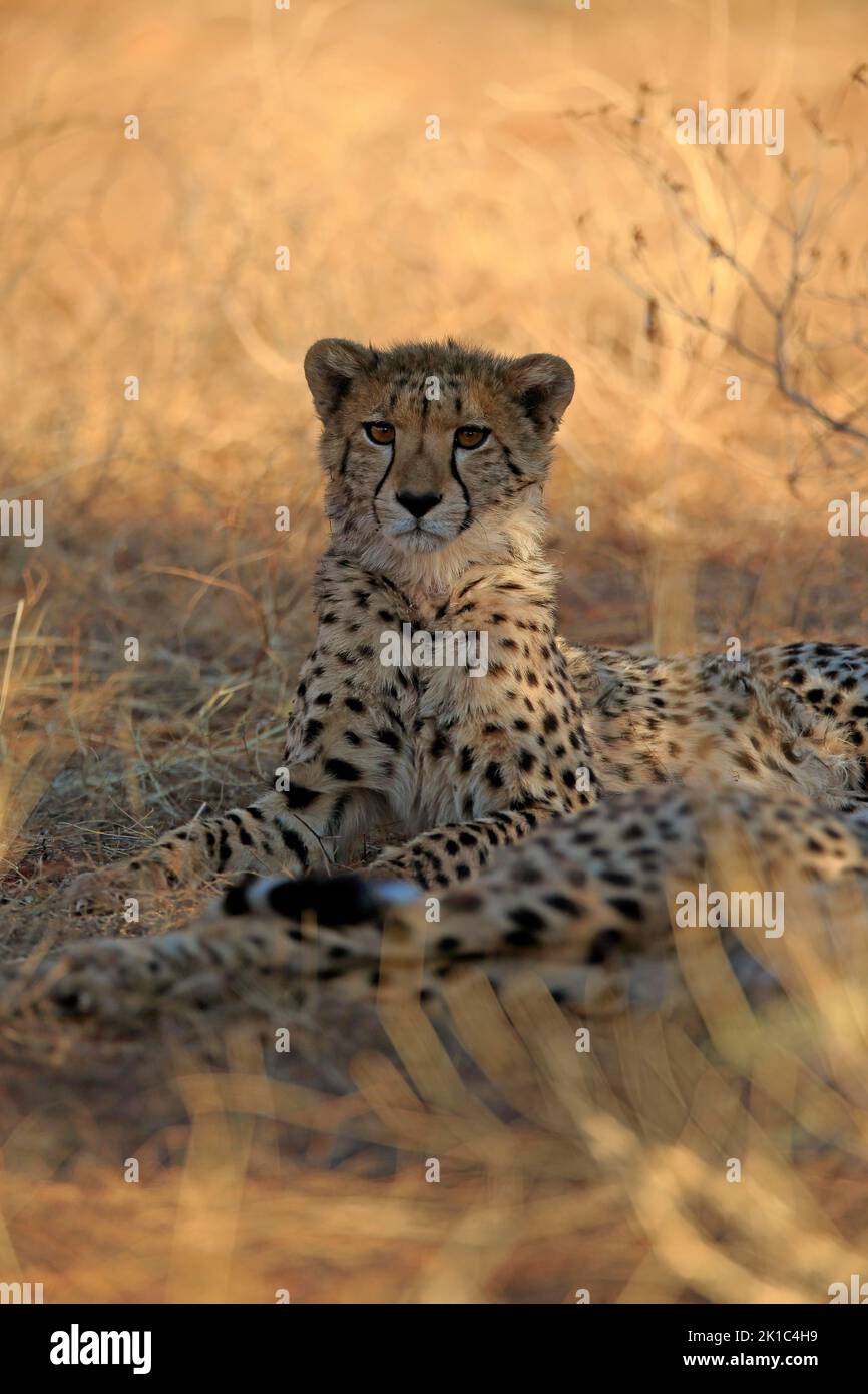 Cheetah (Acinonyx jubatus), adult, resting, portrait, Tswalu Game ...