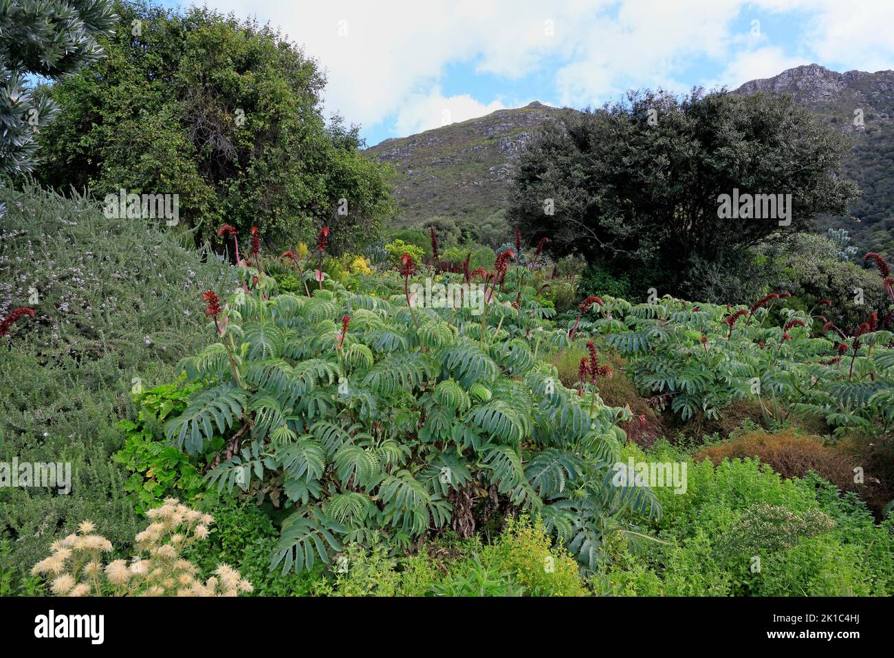 Giant honey flower (Melianthus major), flowering, flowers, shrub ...