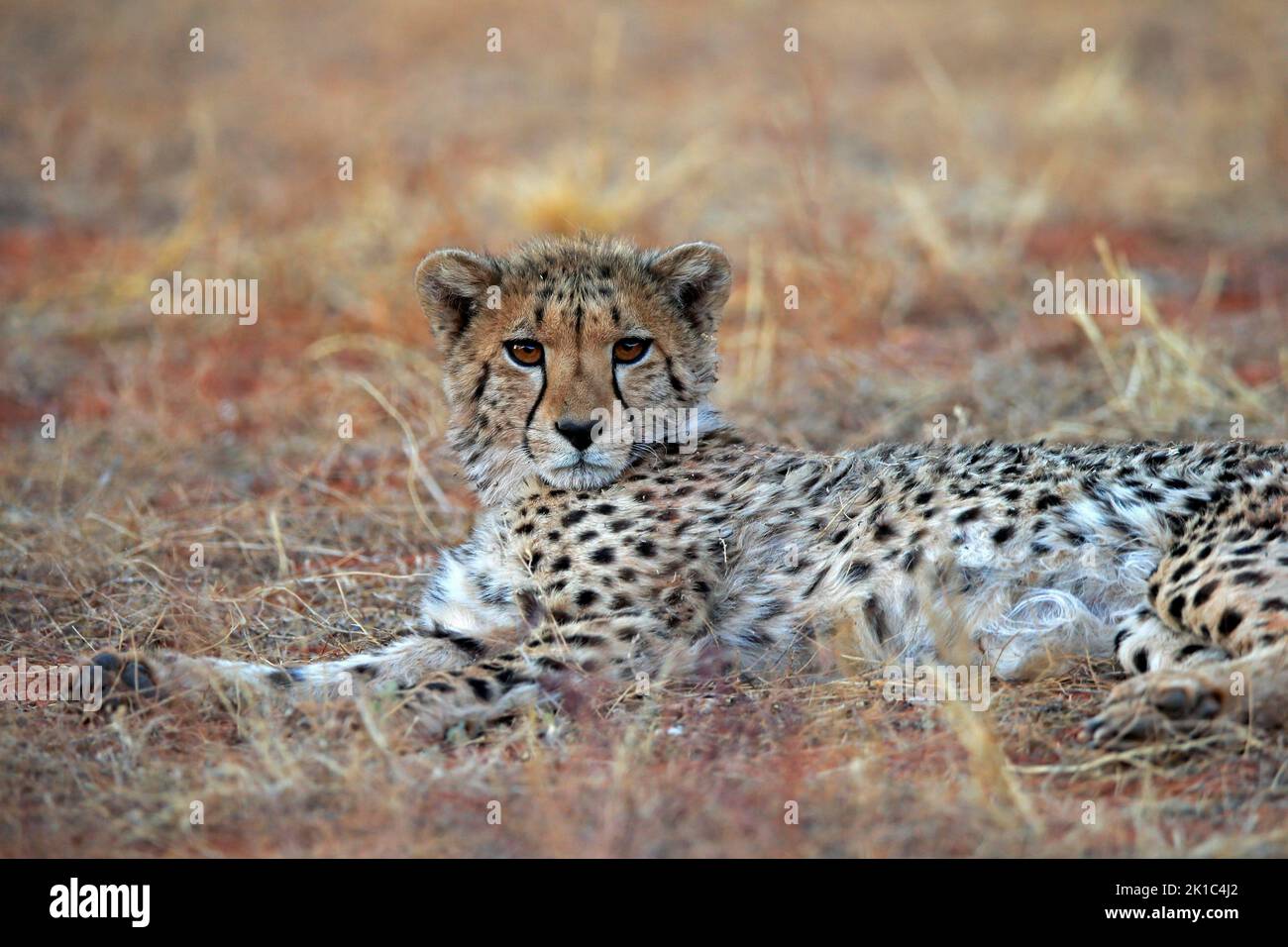 Cheetah (Acinonyx jubatus), adult, resting, portrait, Tswalu Game ...