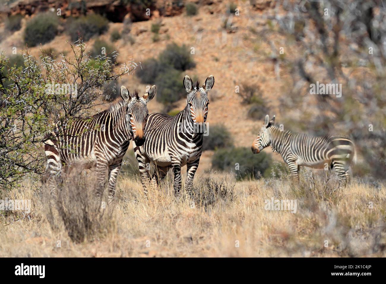 Cape Mountain Zebra (Equus zebra zebra), adult, group, three zebras ...