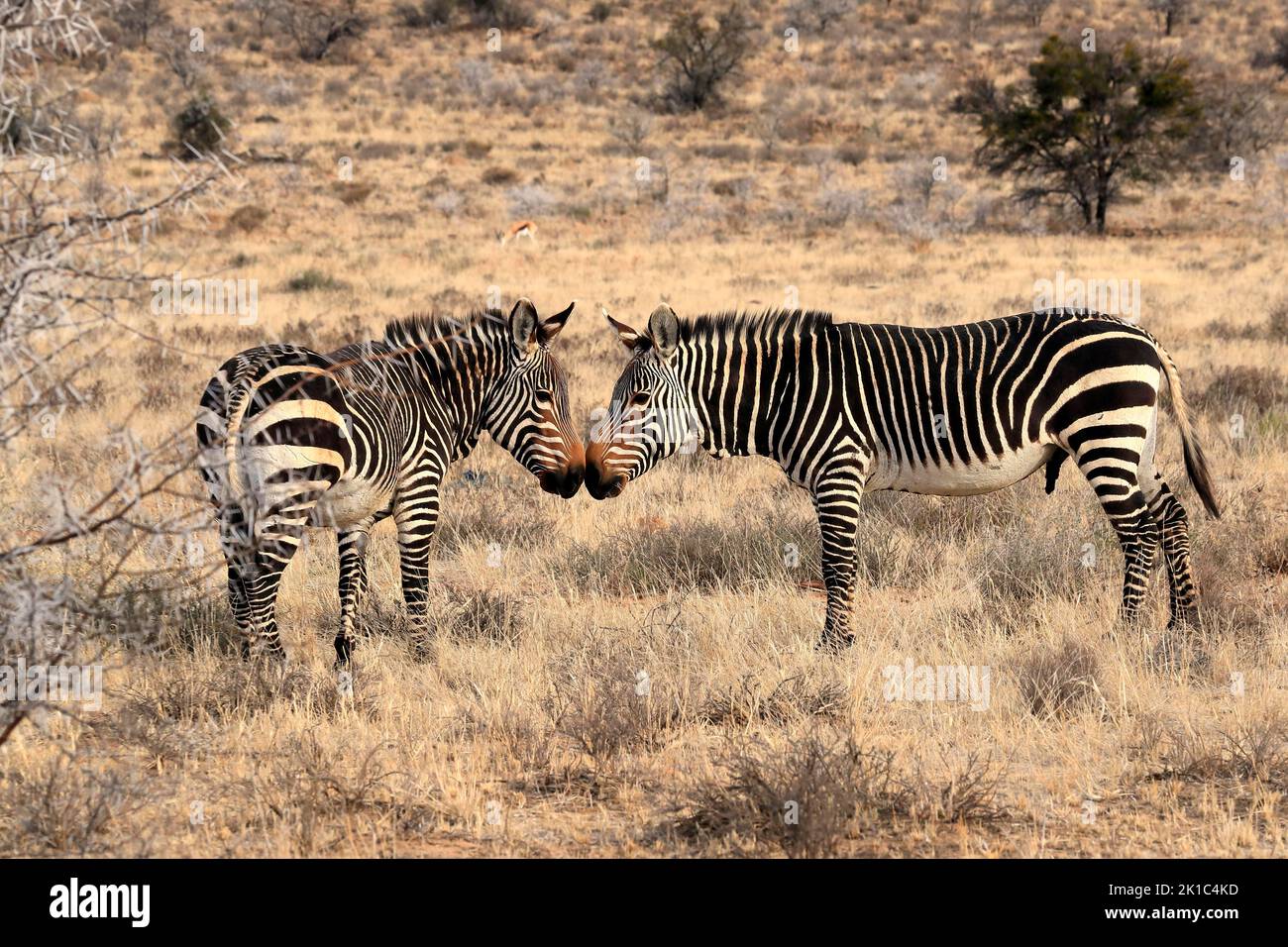 Cape Mountain Zebra (Equus zebra zebra), adult, pair, social behaviour ...
