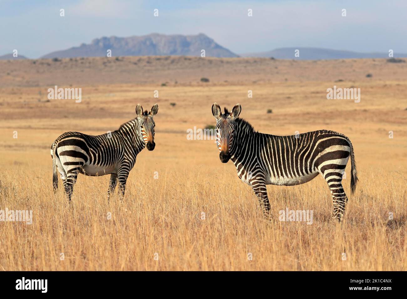 Cape Mountain Zebra (Equus zebra zebra), adult, pair, foraging ...