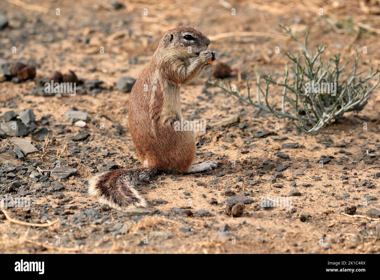 Cape ground squirrel (Xerus inauris), adult, alert, standing upright ...