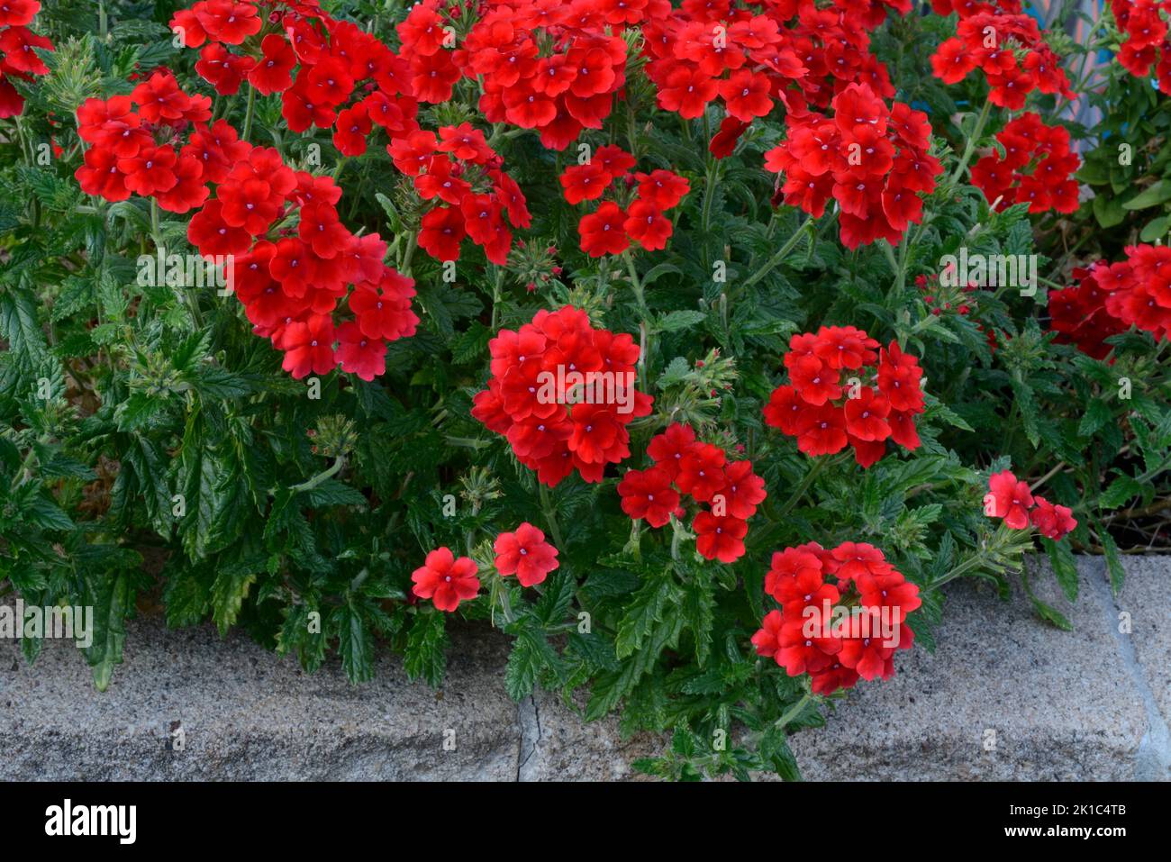 Flowering verbena, Verbena hybrid, Vervain Stock Photo - Alamy