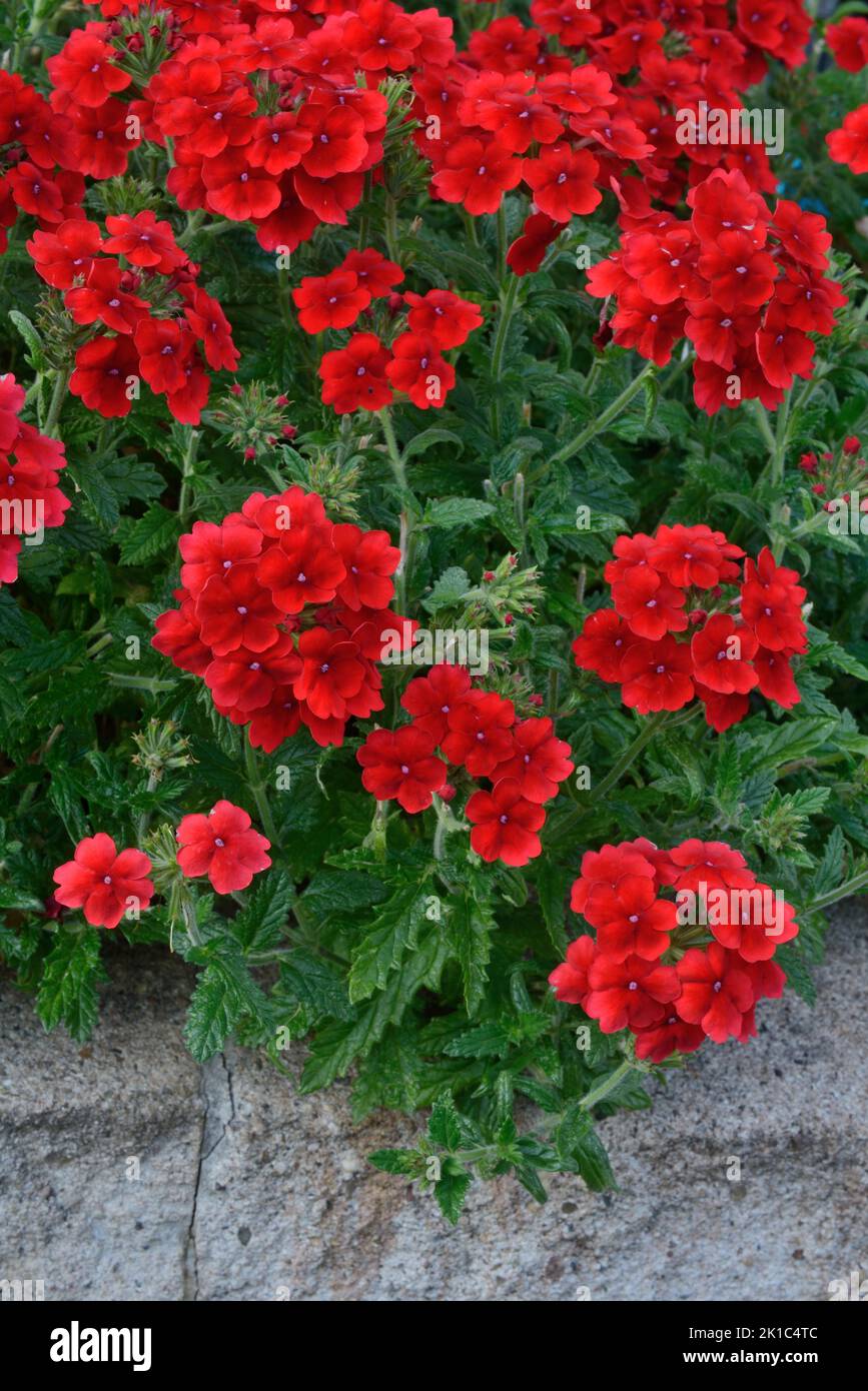 Flowering verbena, Verbena hybrid, Vervain Stock Photo - Alamy