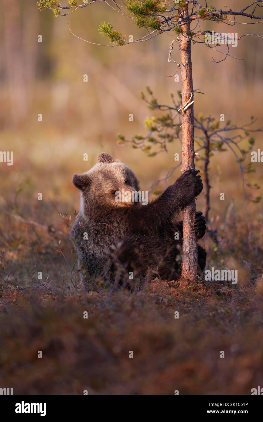 Bear hugging a tree hi-res stock photography and images - Alamy