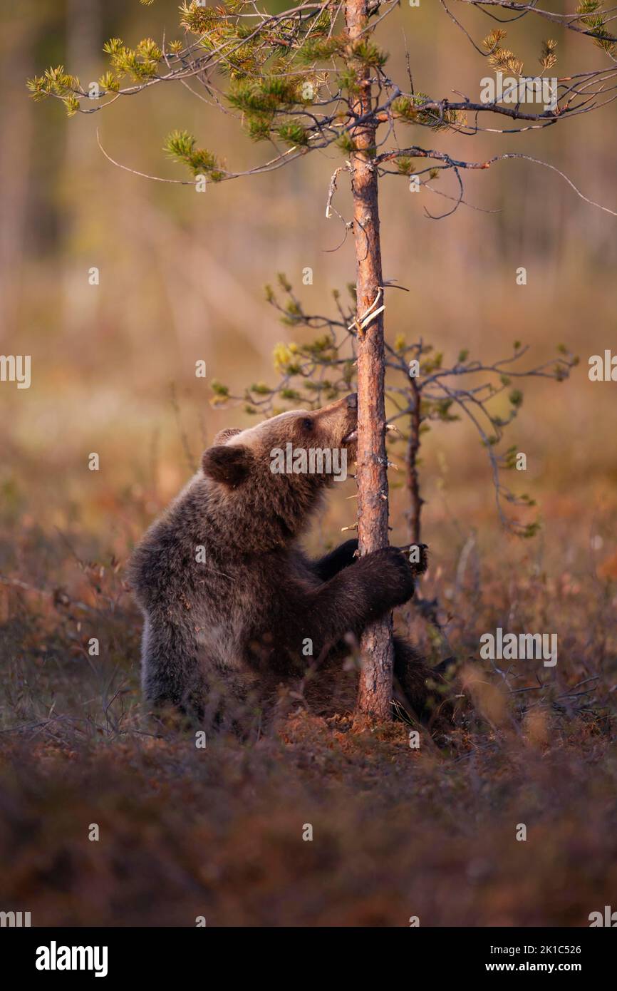 European brown bear (Ursus arctos) juvenile cub hugging a tree in a ...