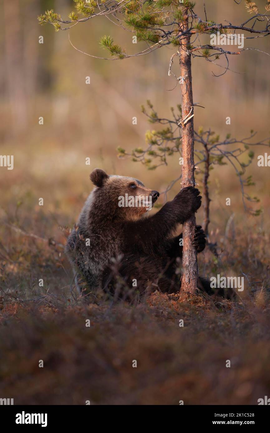 European brown bear (Ursus arctos) juvenile cub hugging a tree in a ...