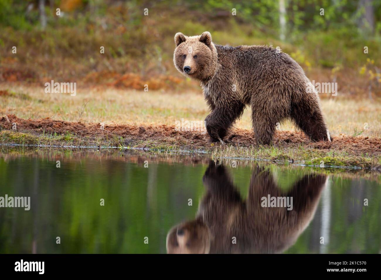 European brown bear (Ursus arctos) adult female standing by a lake in a ...