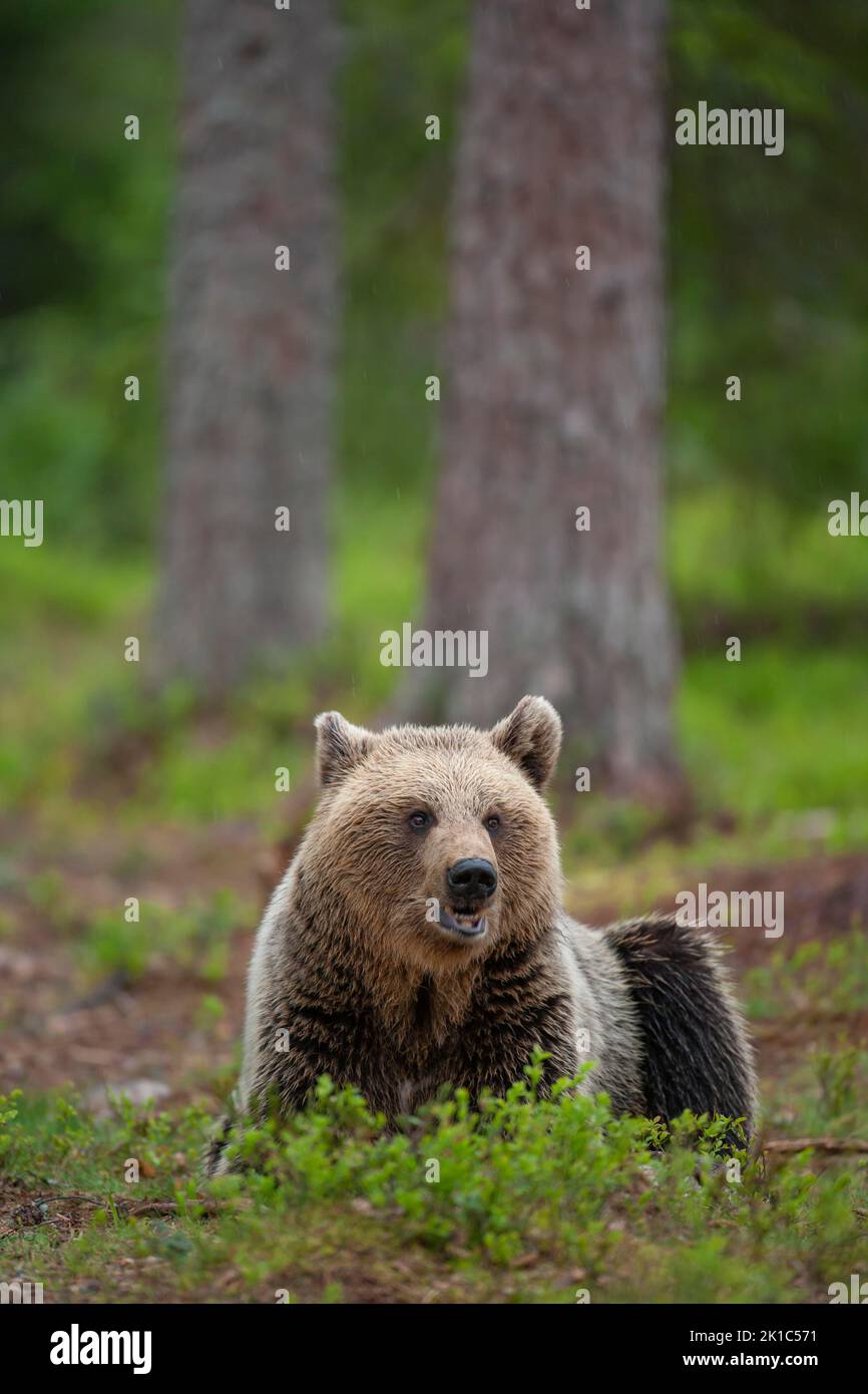 European brown bear (Ursus arctos) adult female sat in a boreal forest ...