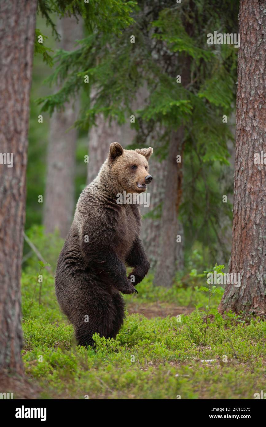 European brown bear (Ursus arctos) adult female standing in a boreal ...