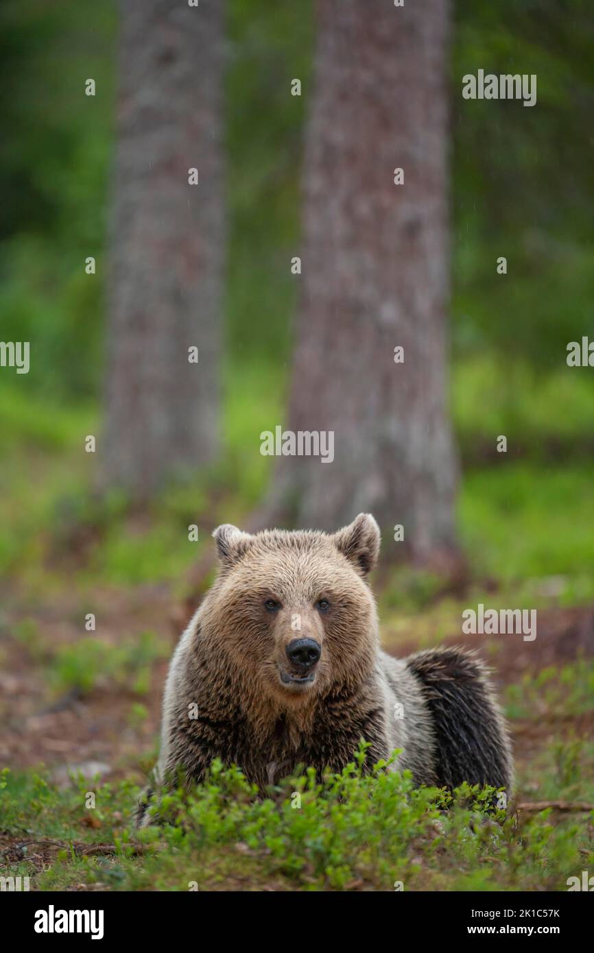 European brown bear (Ursus arctos) adult female sat in a boreal forest ...