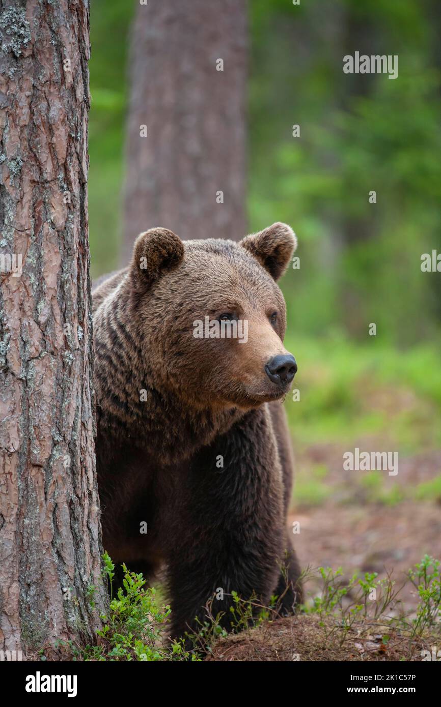 European brown bear (Ursus arctos) adult male standing in a boreal ...