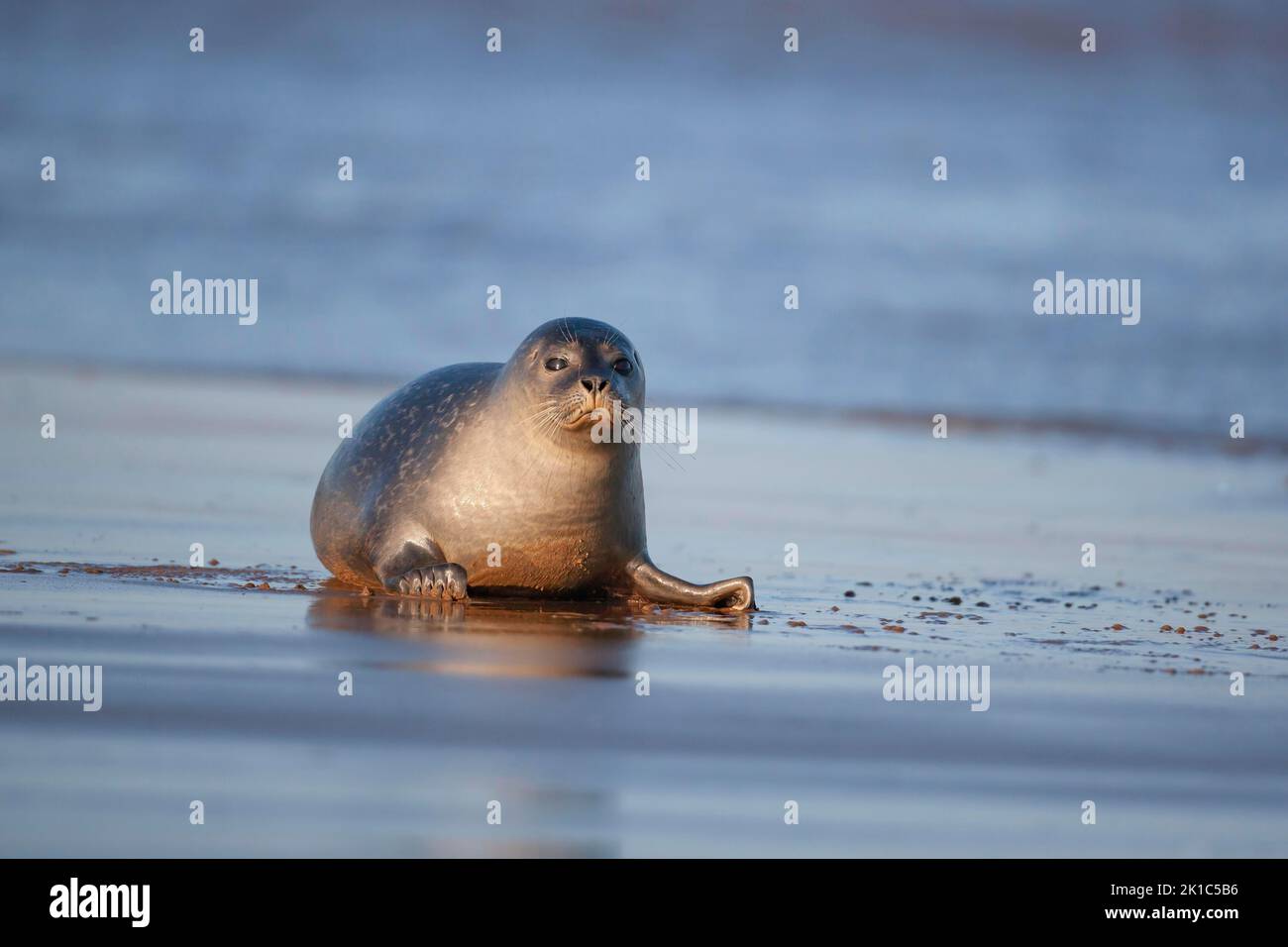 Common seal phoca vitulina adult animal on a beach hi-res stock ...